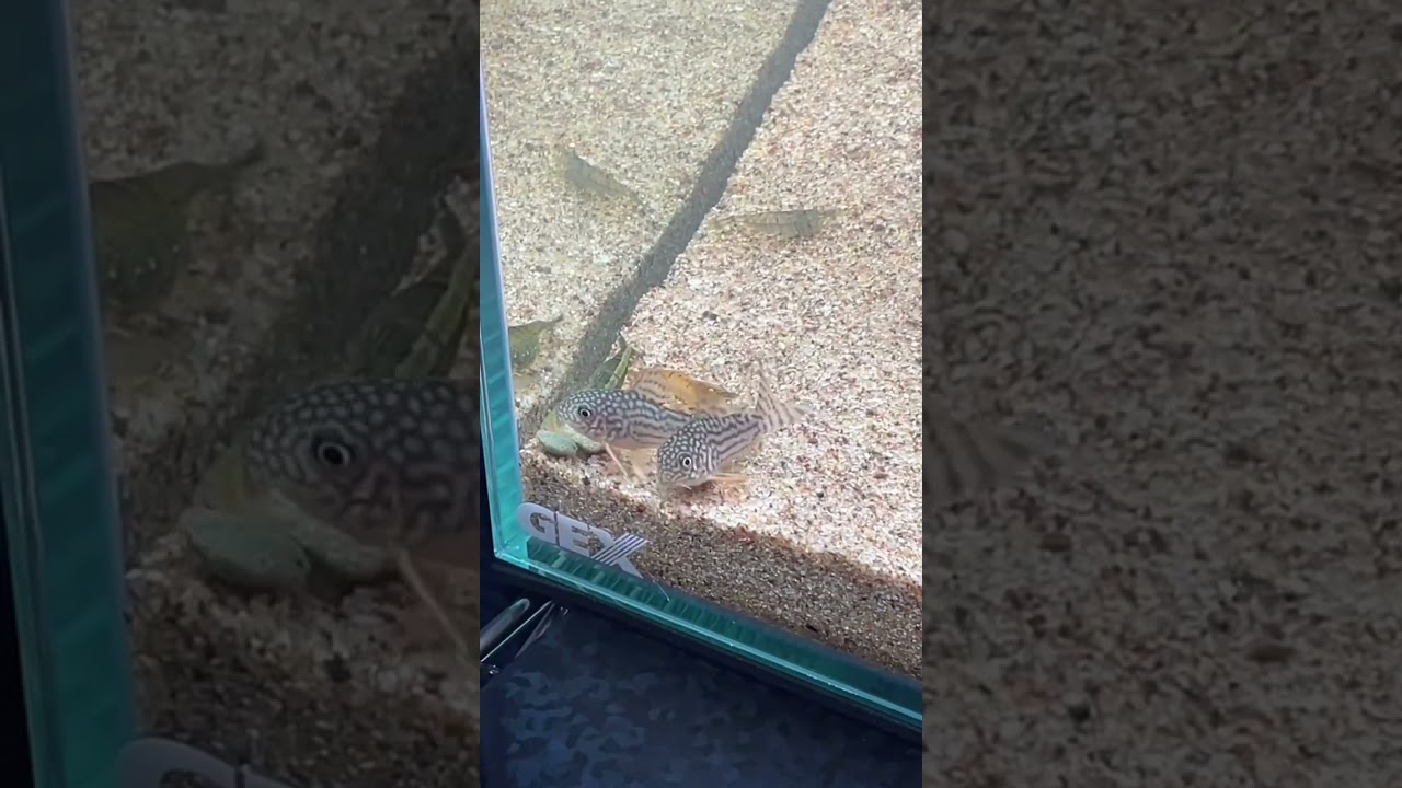 我が家の水槽達😁 #aquarium #アクアリウム #short #熱帯魚 #初心者 #コリドラス #テトラ #アフリカンランプアイ ...