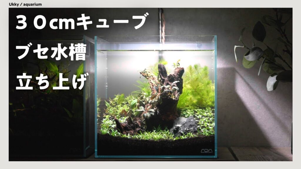 30cmキューブ ブセ水槽を立ち上げ、小型水槽で陰性水草レイアウト #17【アクアリウム】VLOG – AQUAlife