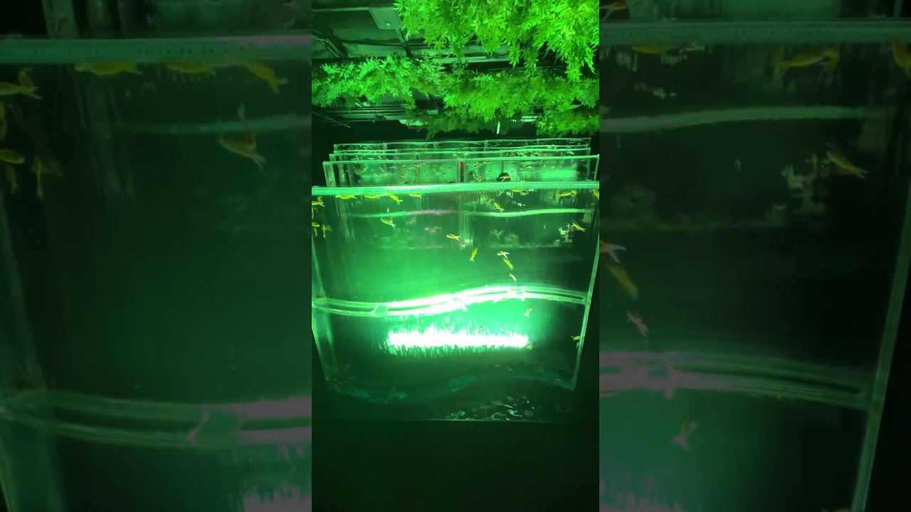 金魚の滝 #アートアクアリウム #アートアクアリウム美術館 #shorts – AQUAlife