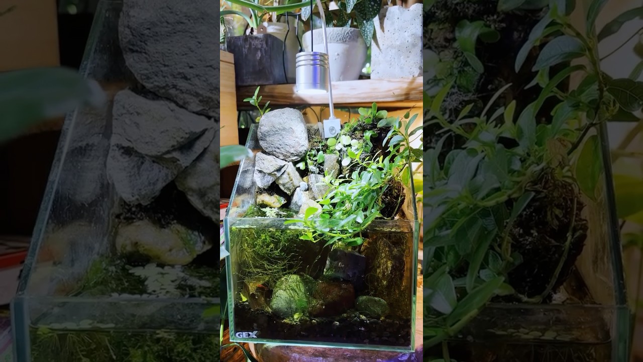 アクアリウムのある暮らし 】ビーシュリンプのいる暮らし BEE SHRIMP TERRARIUM TANK #shorts #テラリウム #滝 ...